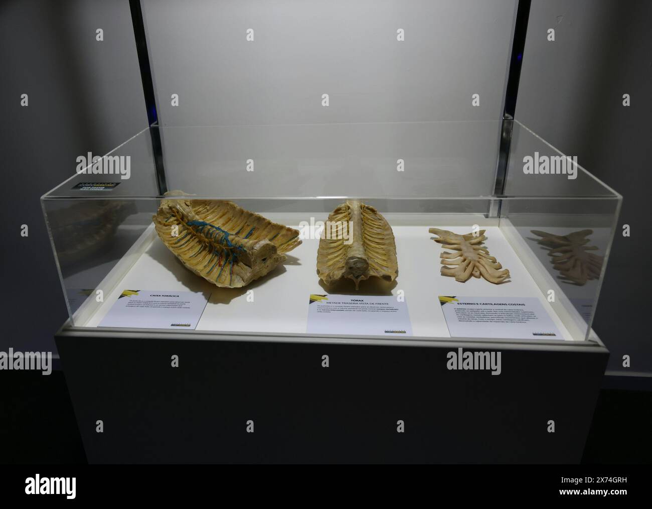 Real bodies exhibition hi-res stock photography and images - Alamy