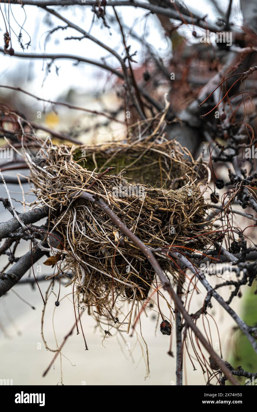Old and Empty Bird's Nest at the End of the Season Stock Photo - Alamy