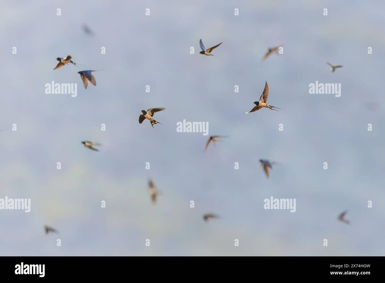 Barn swallow (Hirundo rustica) large group of birds on migration route ...