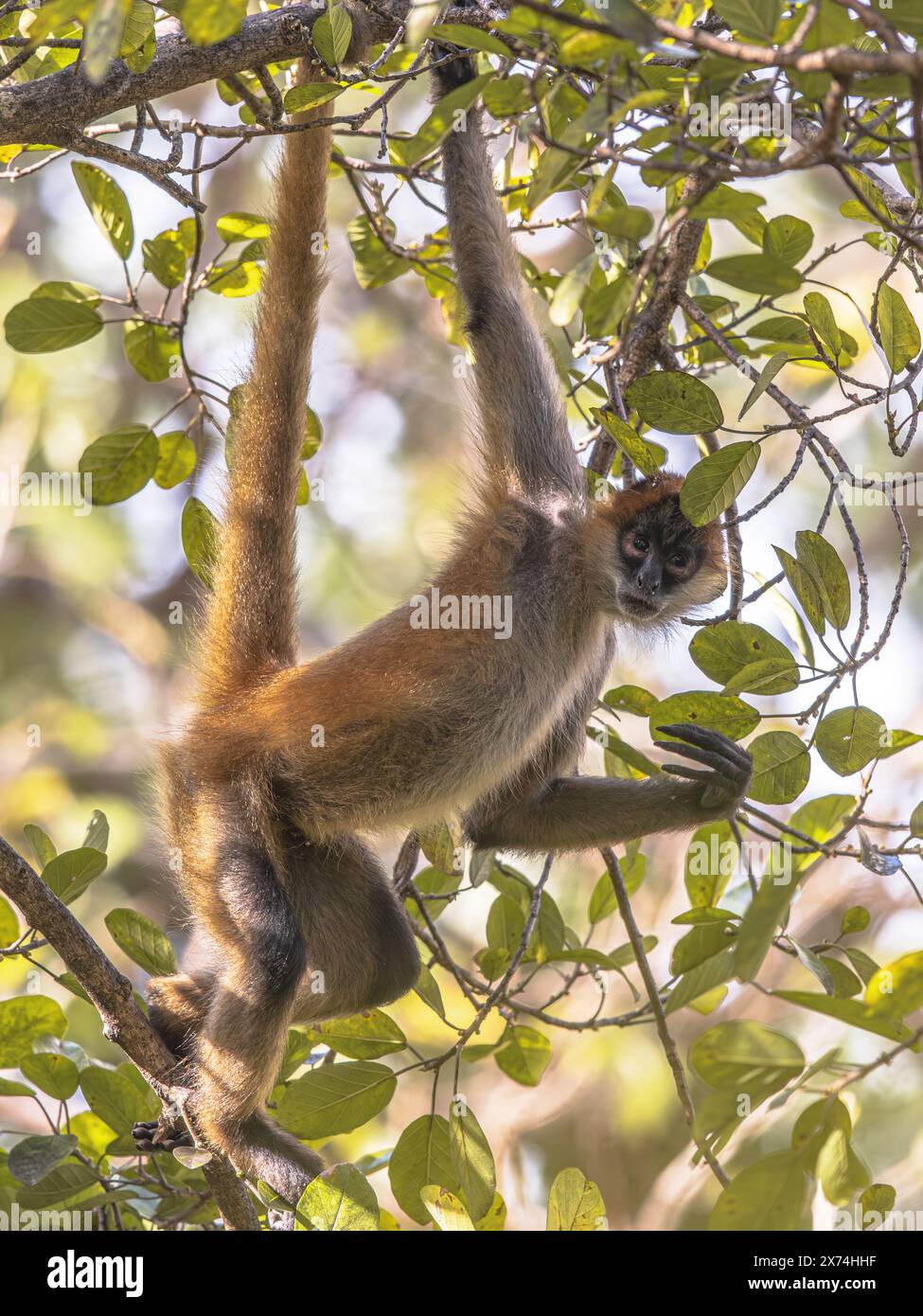 Monkey hanging from tail hi-res stock photography and images - Alamy