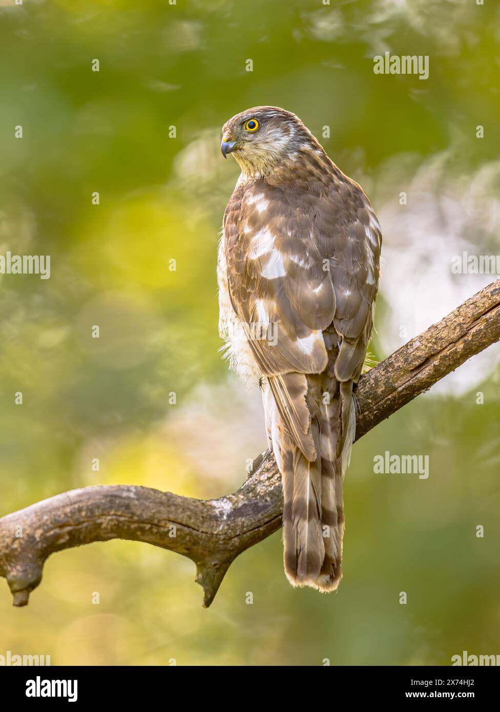 Eurasian sparrowhawk (Accipiter nisus) Female Bird of Prey also known ...