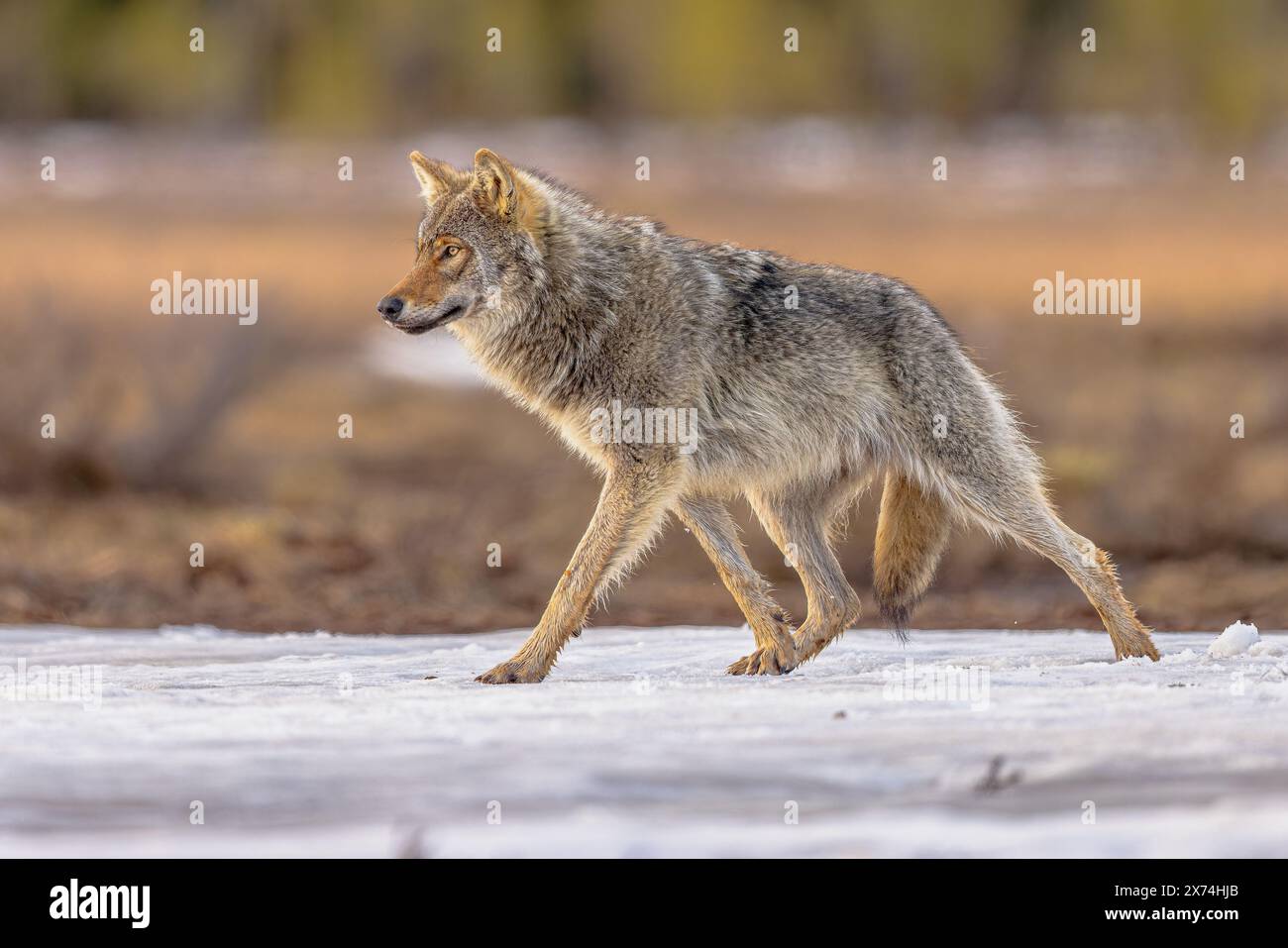 Eurasian wolf (Canis lupus lupus), also known as the common wolf, is a ...