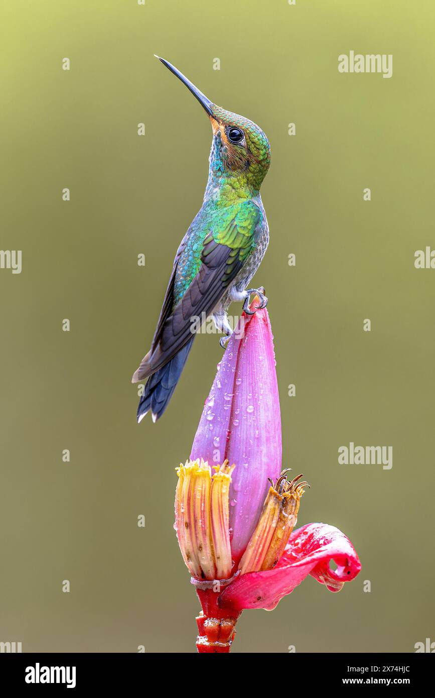 Green-crowned brilliant female (Heliodoxa jacula) is species of ...