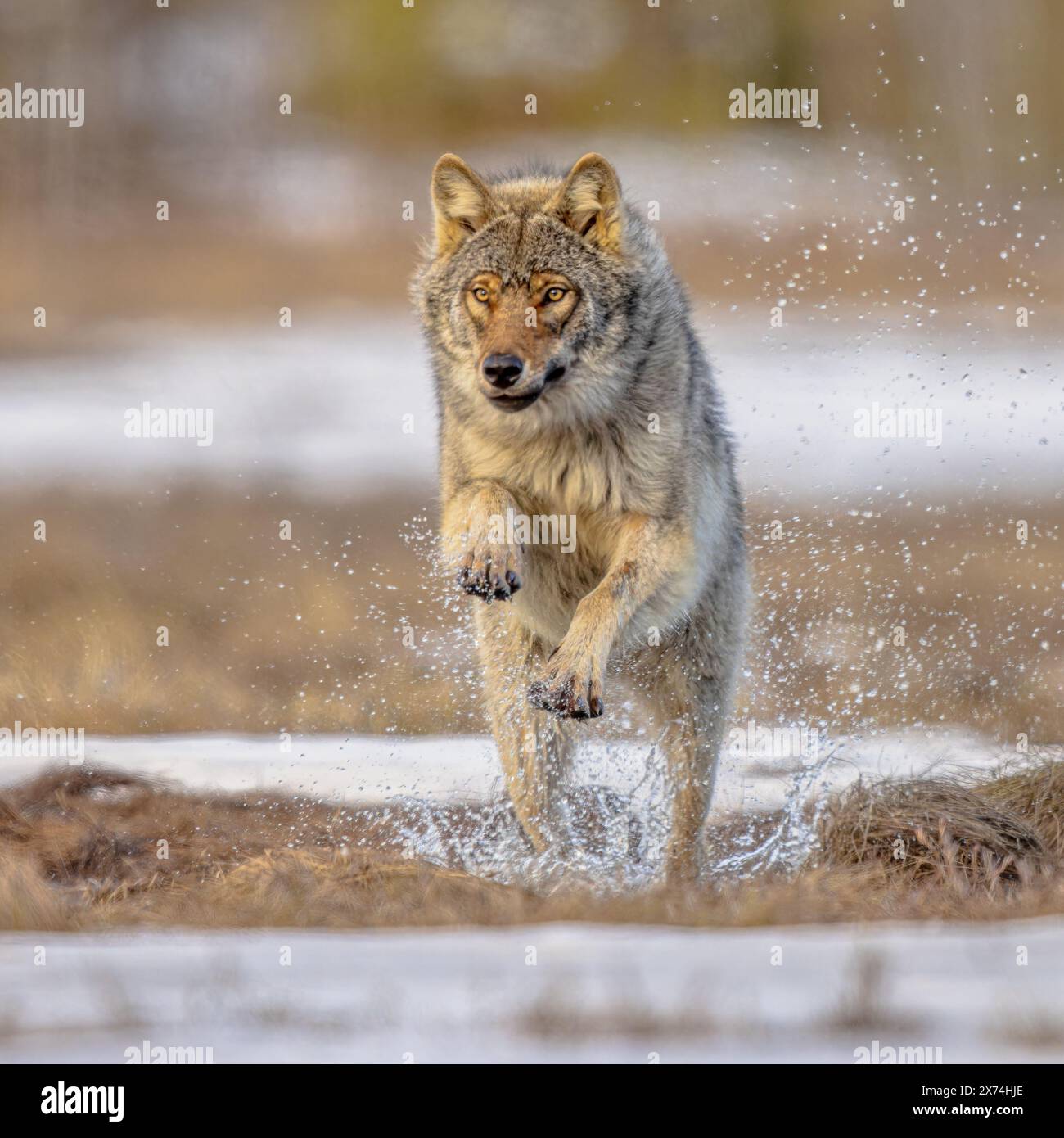 Eurasian wolf (Canis lupus lupus), also known as the common wolf, is a ...