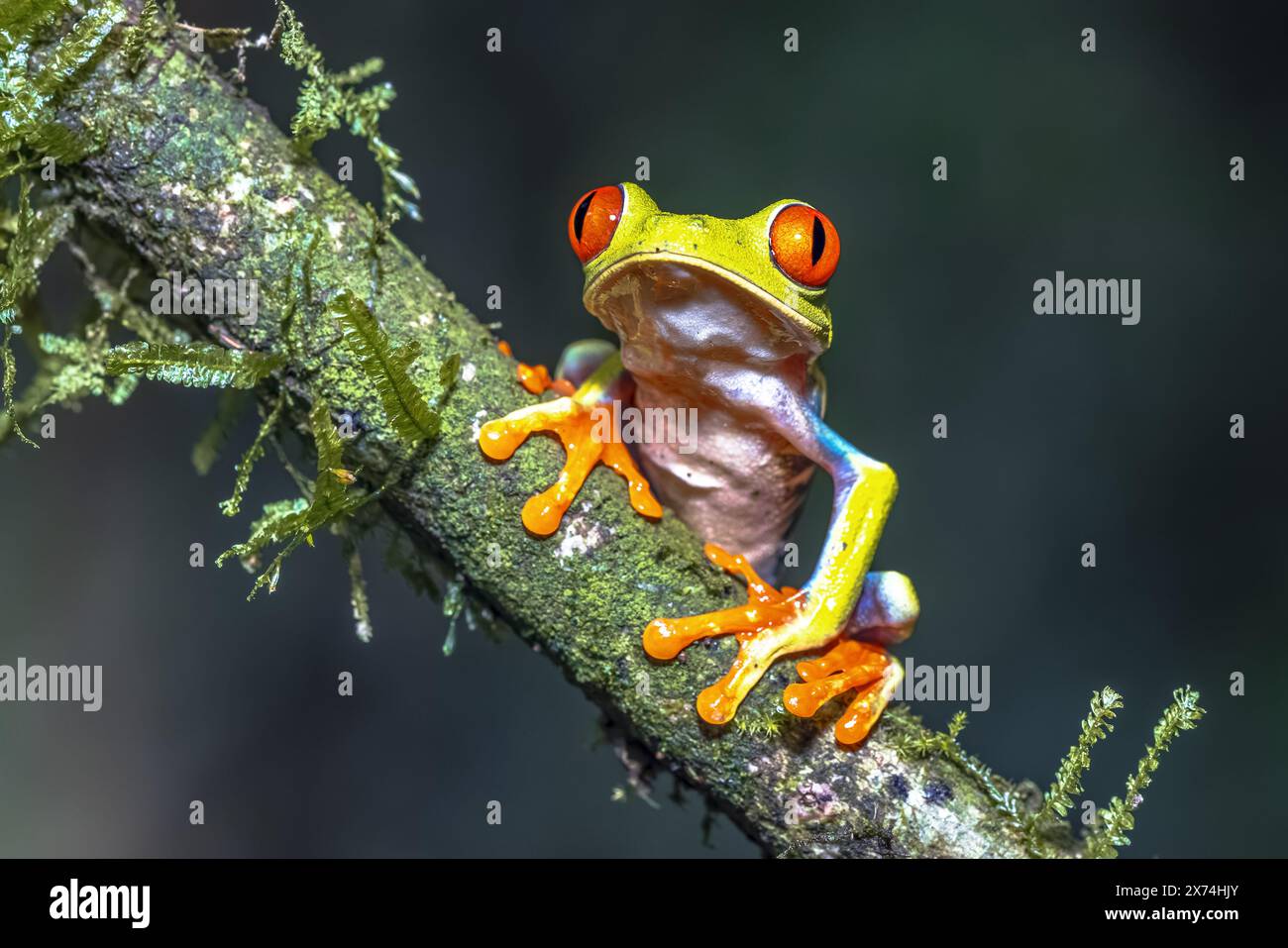 Red eyed leaf Frog (Agalychnis callidryas) climbing on brach of tree in ...