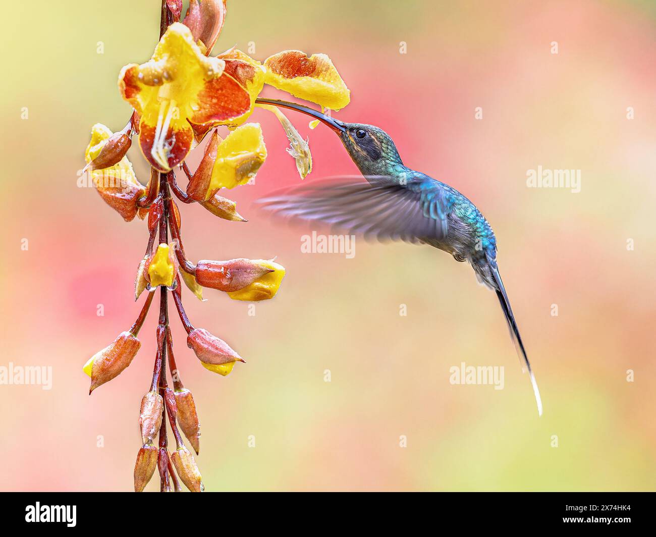 Hummingbird amazon rainforest hi-res stock photography and images - Alamy