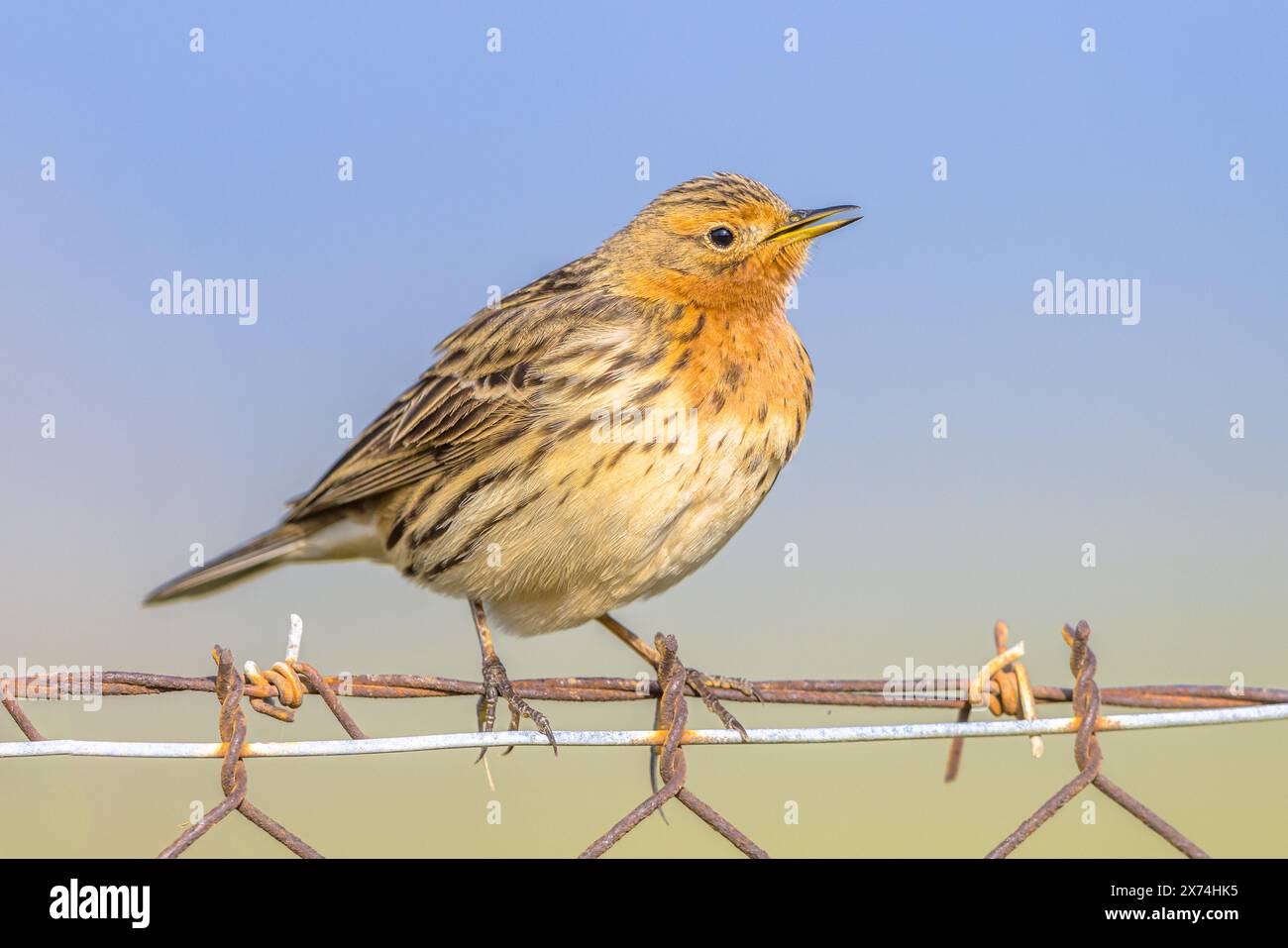 Red-throated pipit (Anthus cervinus) is a small passerine bird, which ...