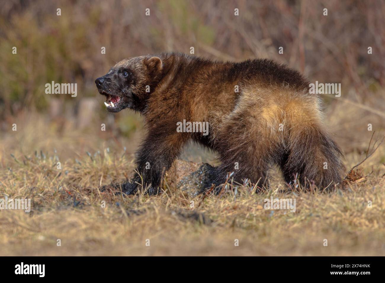 Largest of the species hi-res stock photography and images - Alamy