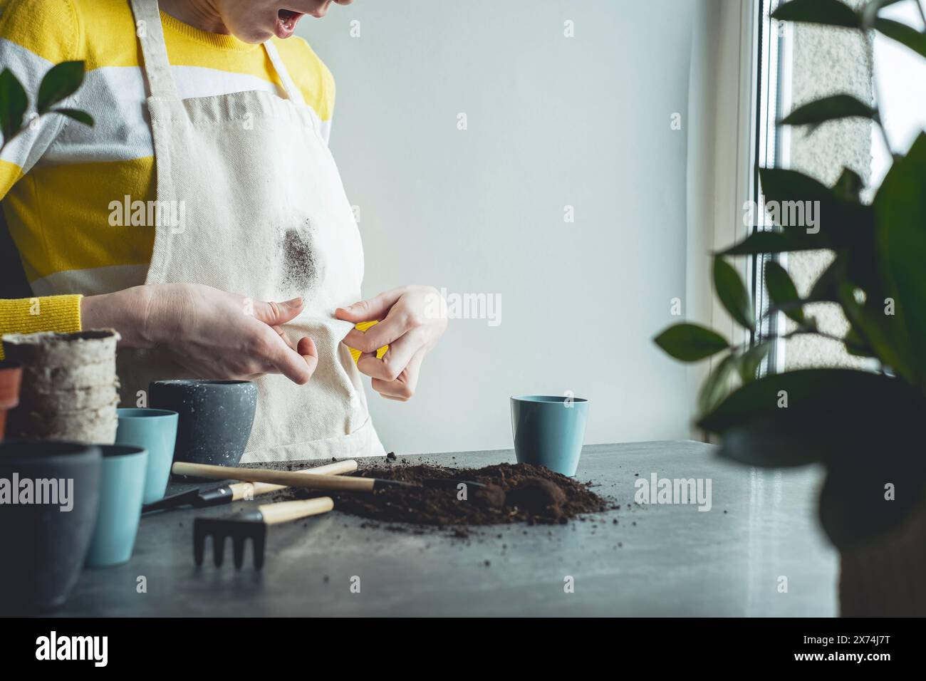 Soil stain on clothes. Unrecognizable female transplanting home plant ...