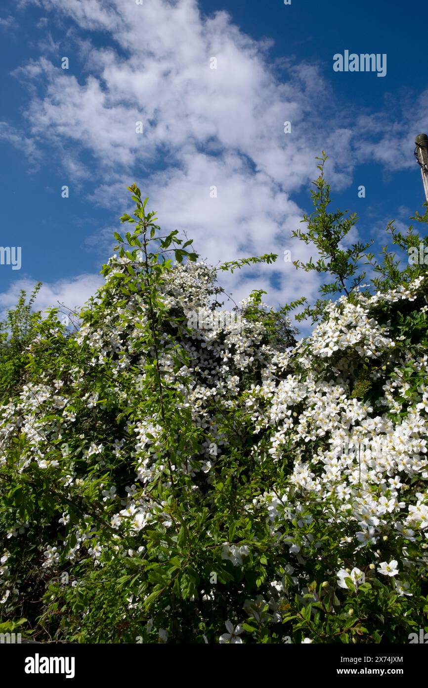 Vertical view of white climber clematis climbing plant white cloud in ...