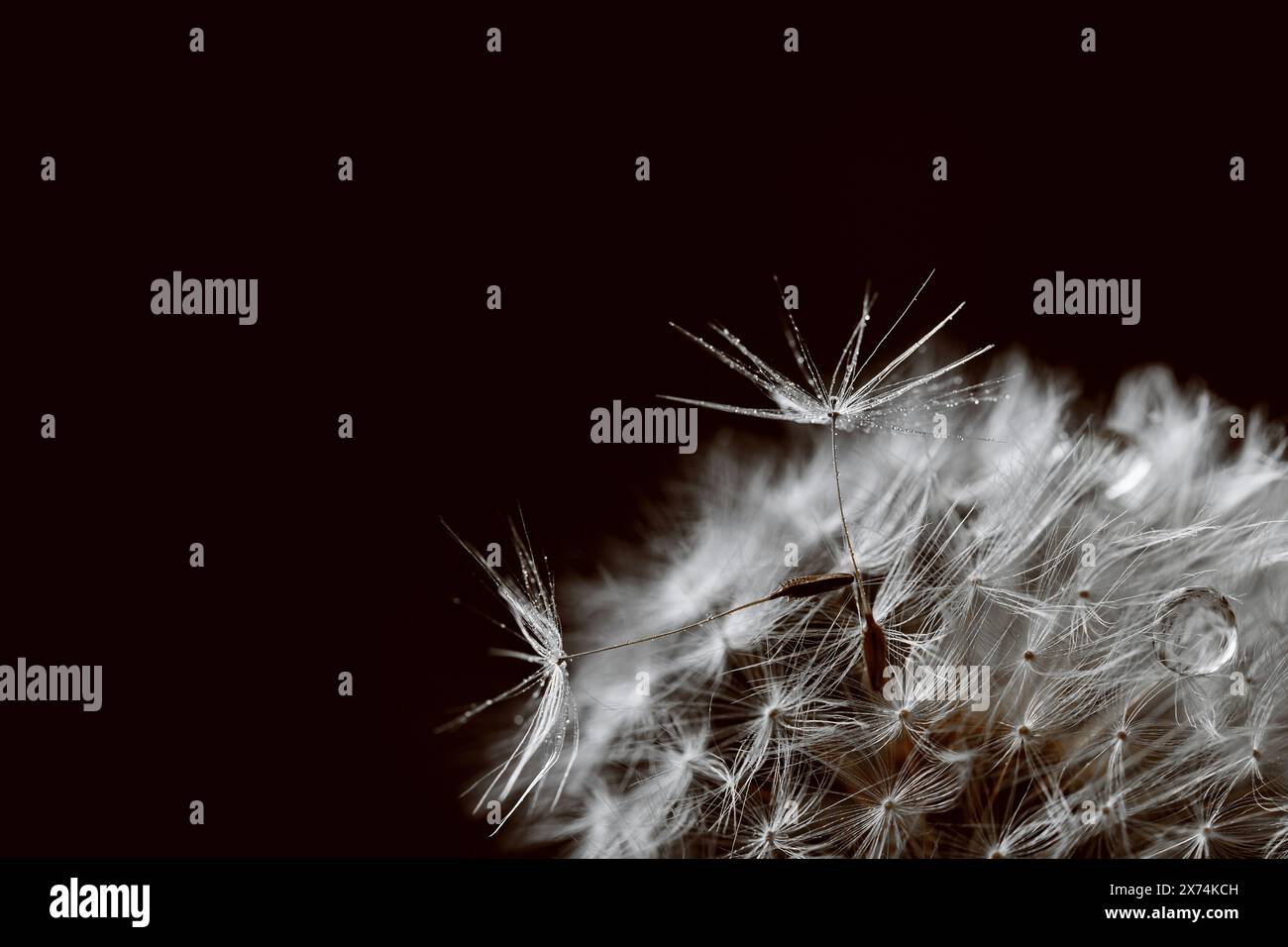Closeup of Dandelion Seeds in Detail Stock Photo - Alamy