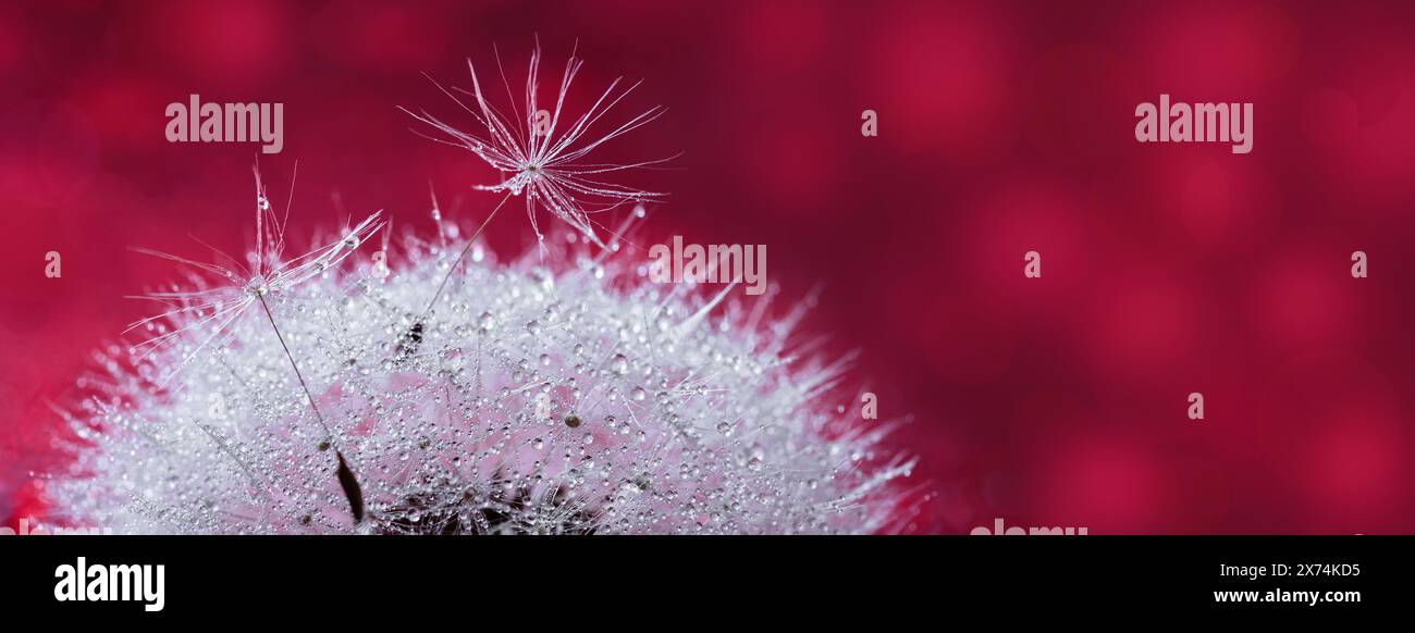 Dandelion Fluff with Dew Drops Stock Photo - Alamy