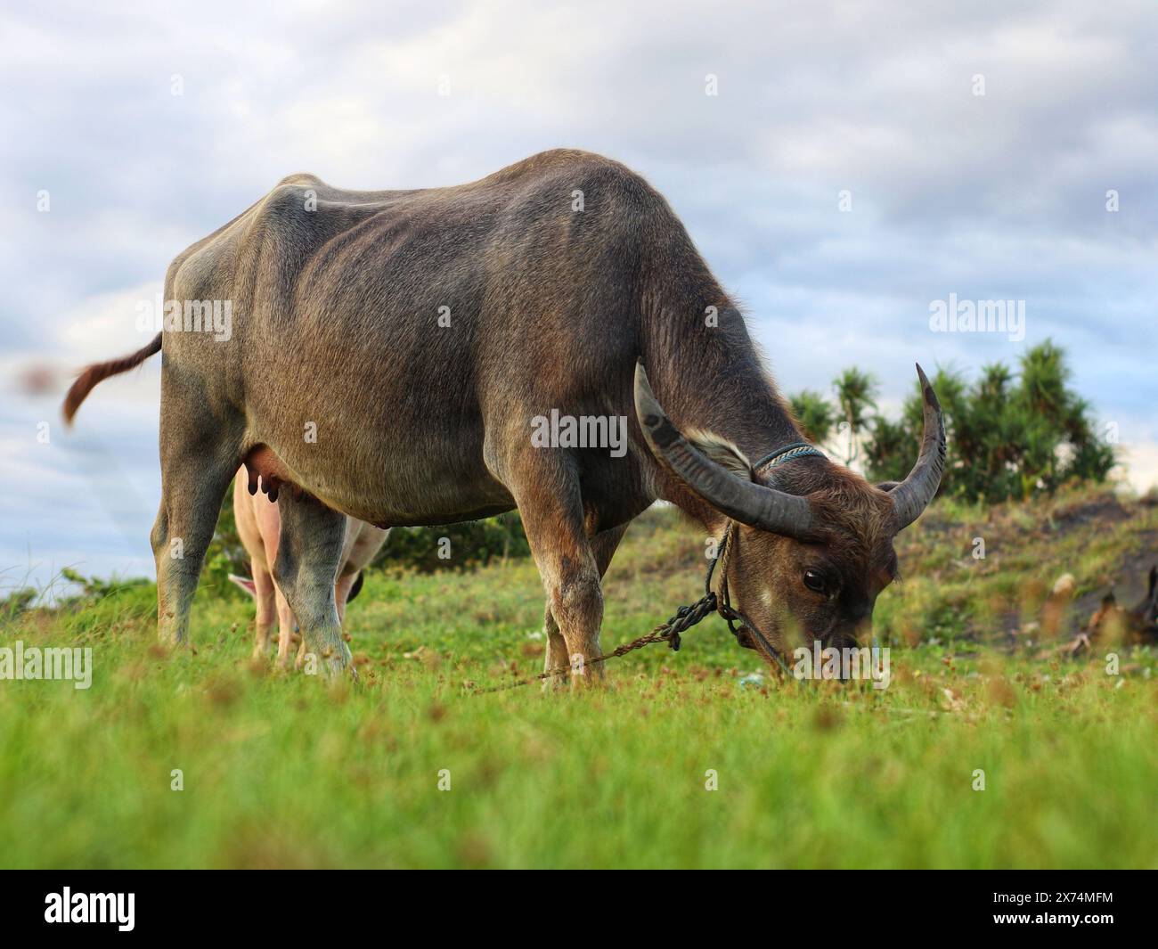 Swamp buffalo are looking for grass in the prairie Stock Photo - Alamy