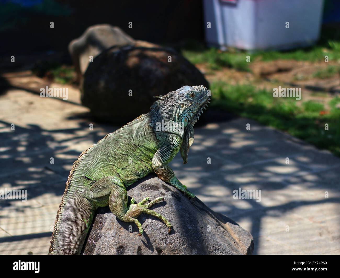 Green iguana iguana iguana sunbathing hi-res stock photography and ...