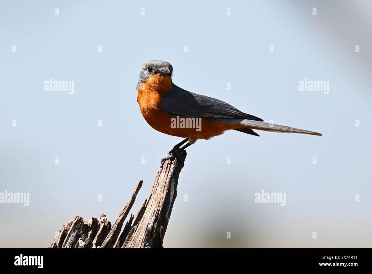 Silverbird (Empidornis semipartitus), Serengeti National Park, Tanzania ...