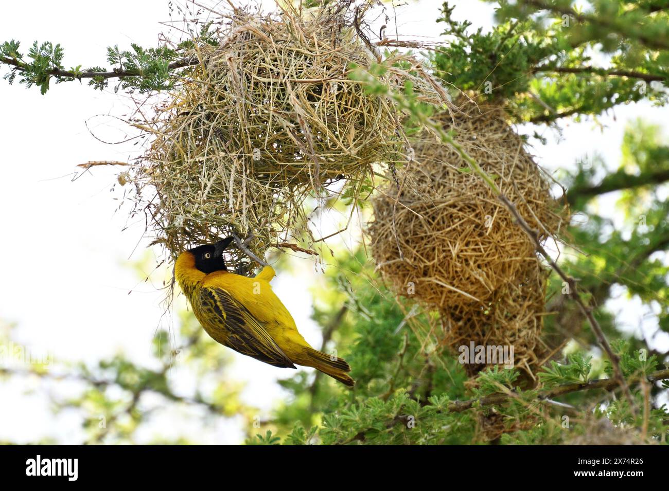 Speke's Weaver (ploceus spekei), male working on nest, Serengeti ...