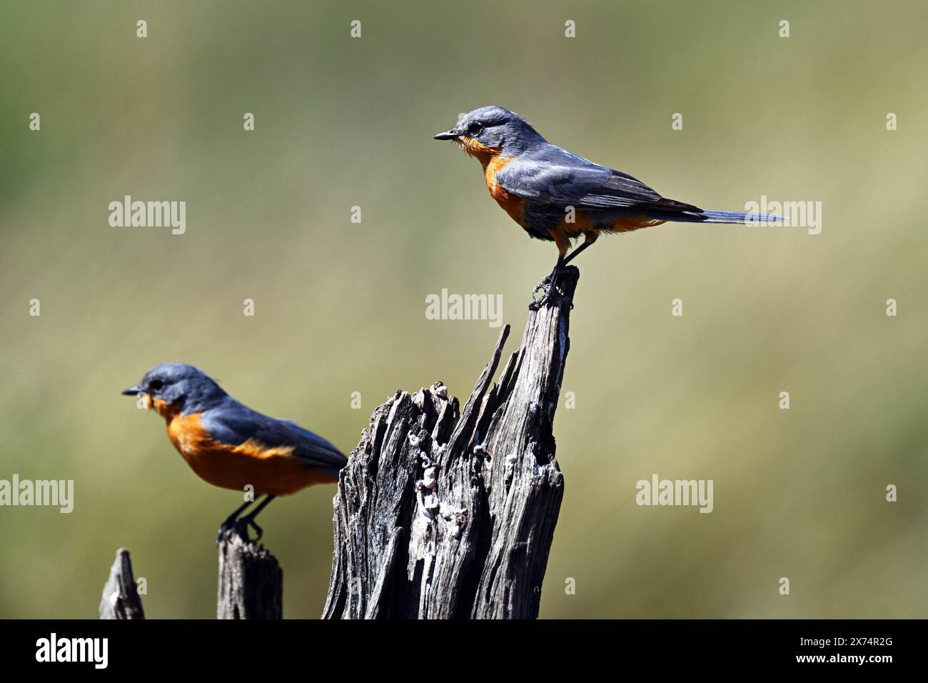 Two Silverbirds (Empidornis semipartitus), Serengeti National Park ...