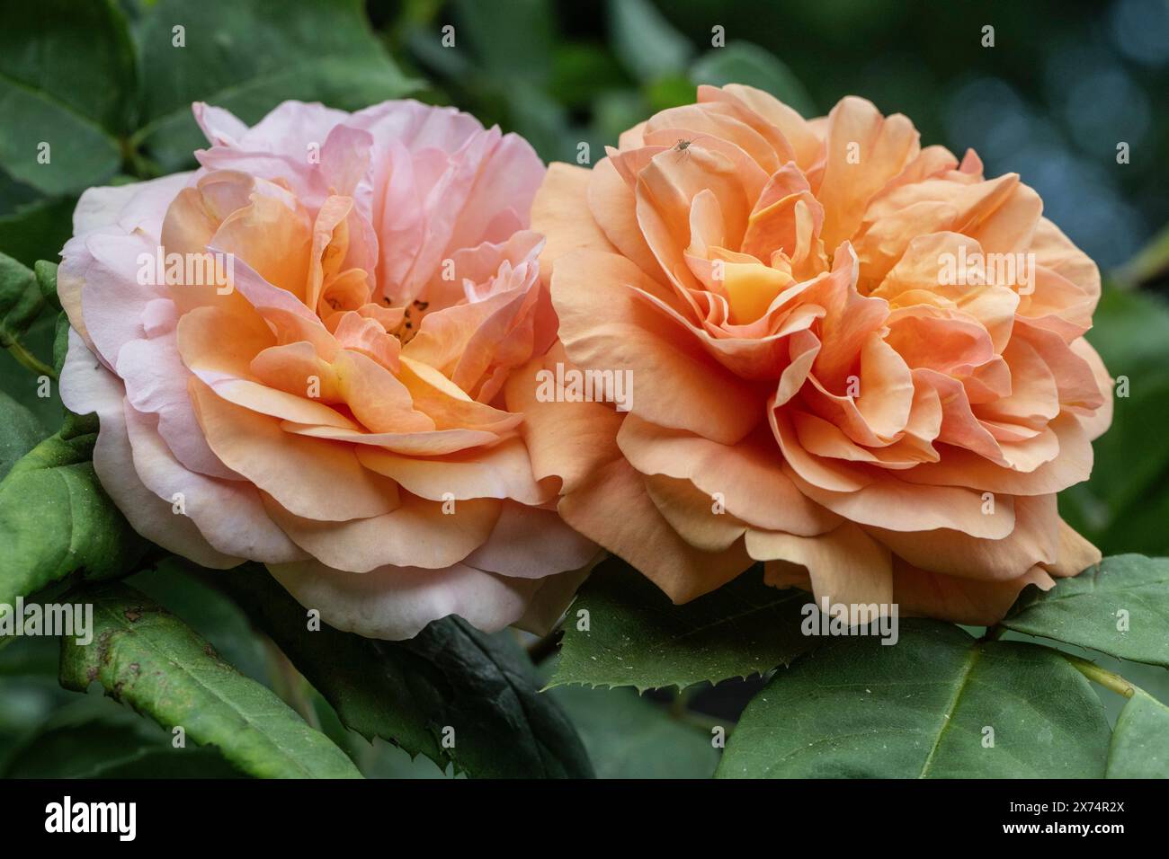 English shrub rose (Rosa Charles Austin), Emsland, Lower Saxony ...