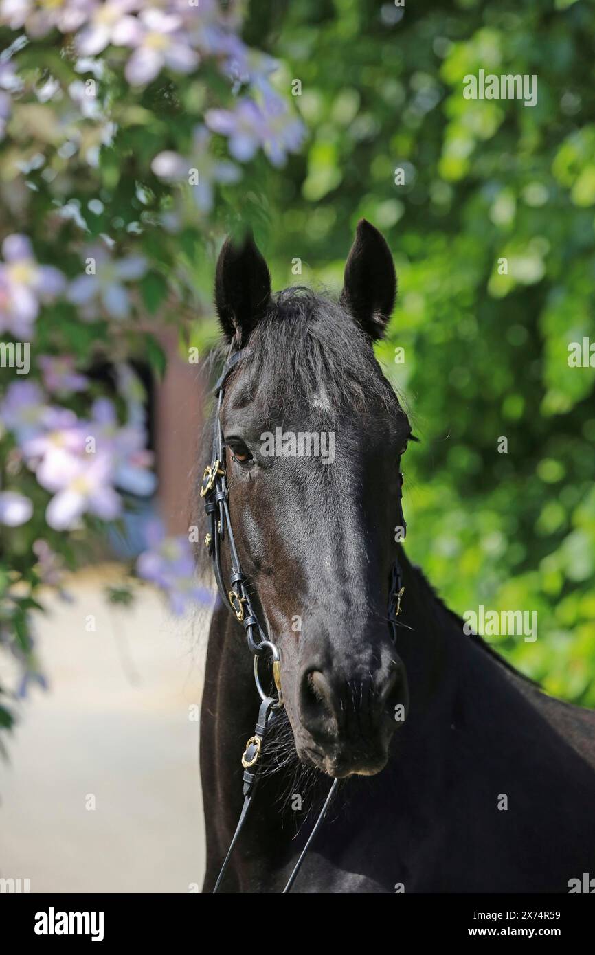 Friesian, Friesian horse, portrait, headshot Stock Photo - Alamy