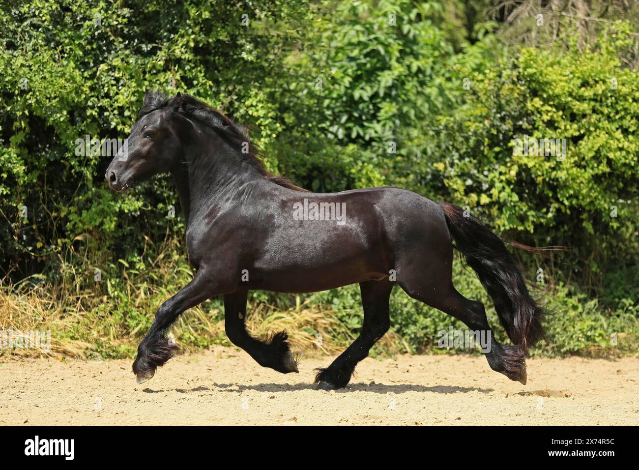 Fell pony, black pony, pony Stock Photo - Alamy