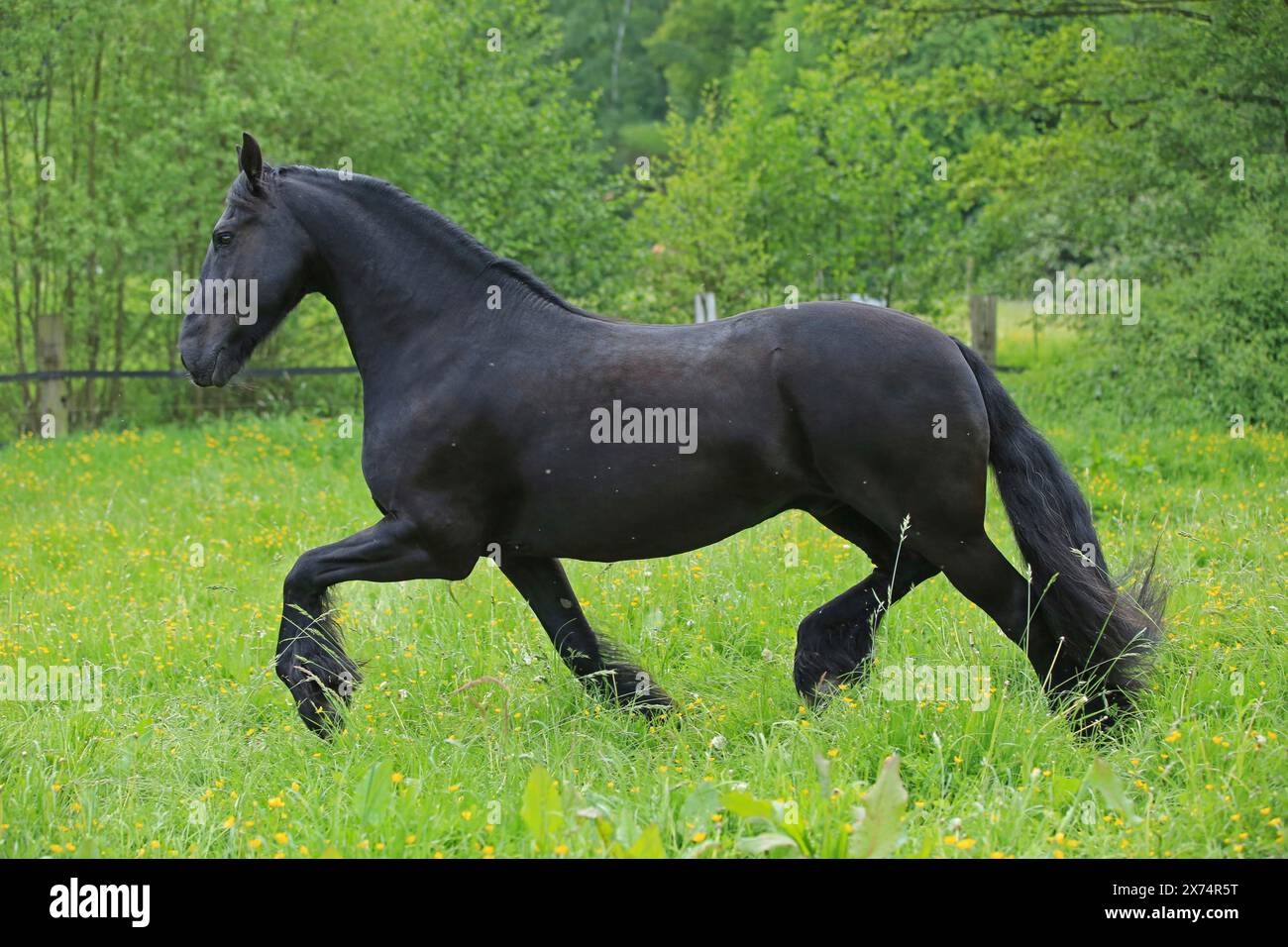 Friesian, Friesian horse Stock Photo - Alamy