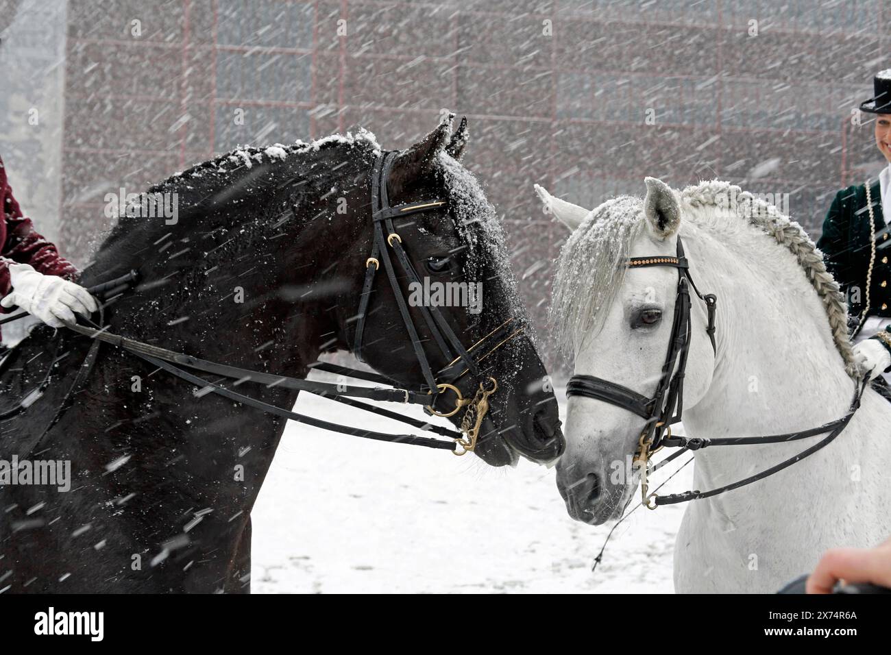Friesians and Andalusians, driving snow, portraits Stock Photo - Alamy