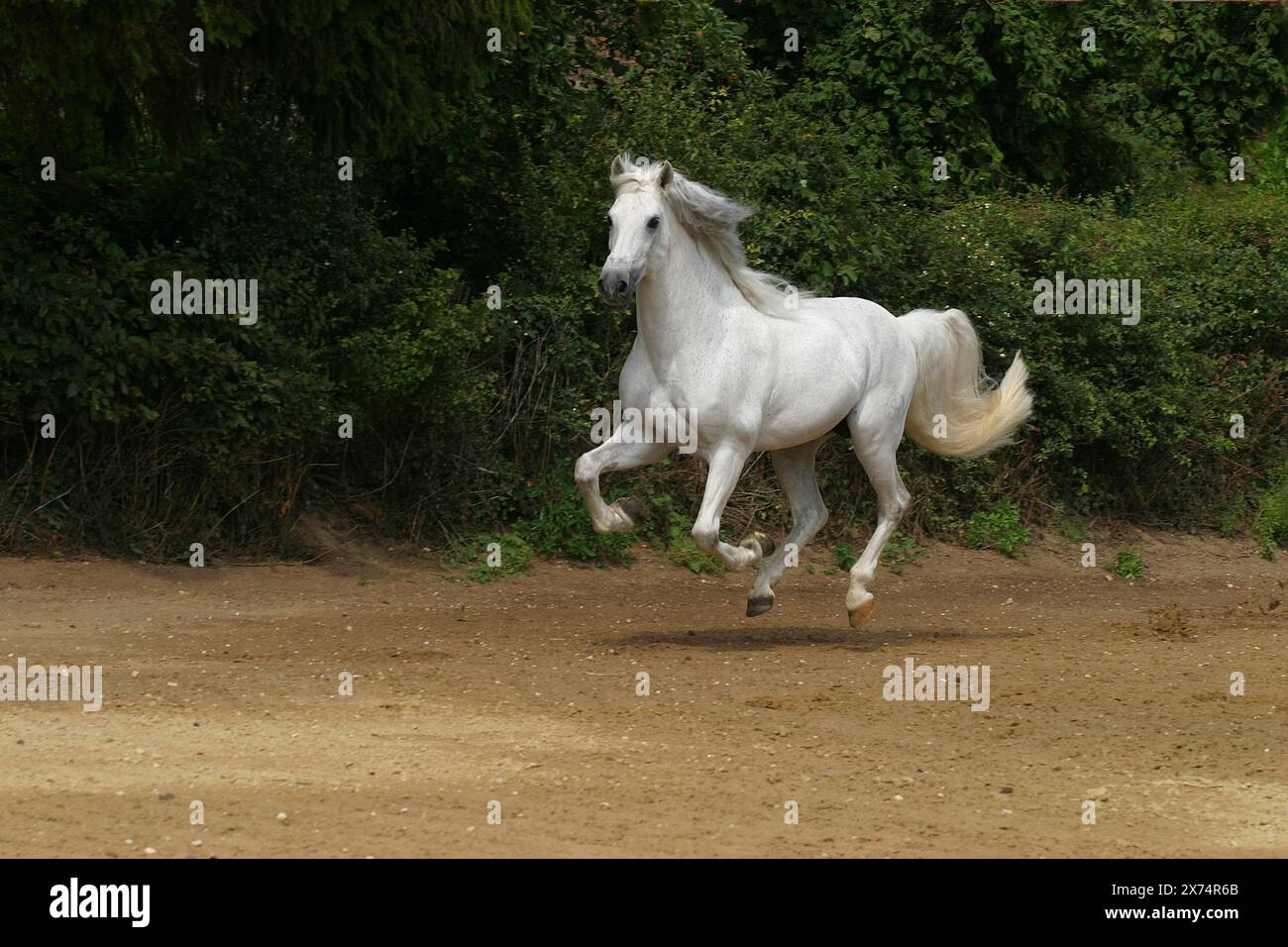 Andalusian, Andalusian horse, Spaniard Stock Photo - Alamy