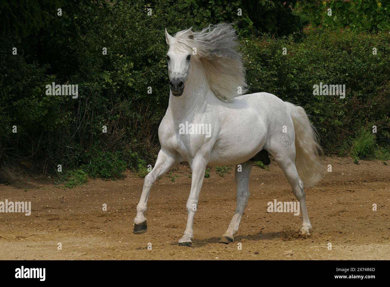 Andalusian, Andalusian horse, Spaniard Stock Photo - Alamy