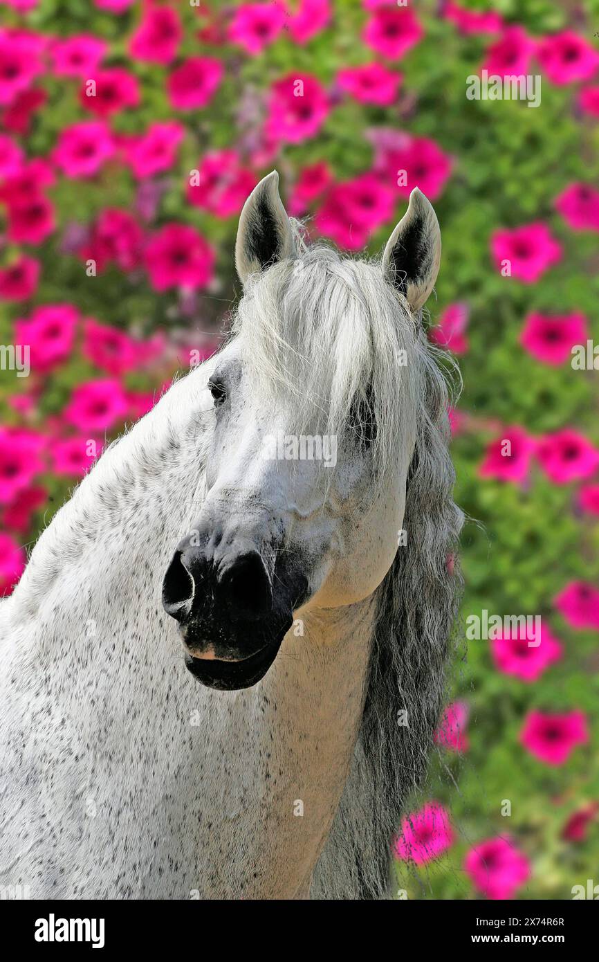 Andalusian, Andalusian horse, Spaniard Stock Photo - Alamy