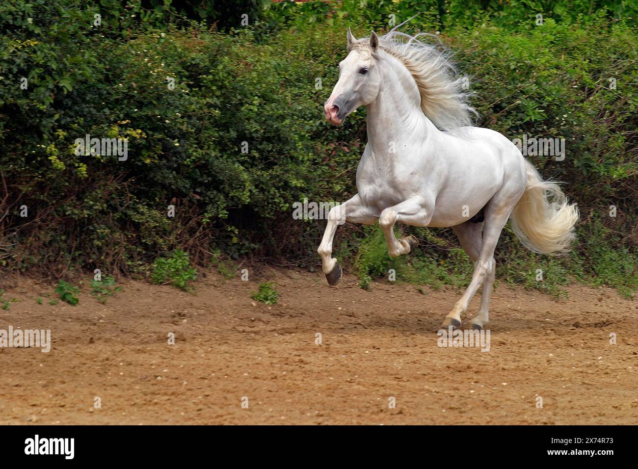 Andalusian, Andalusian horse, Spaniard Stock Photo - Alamy