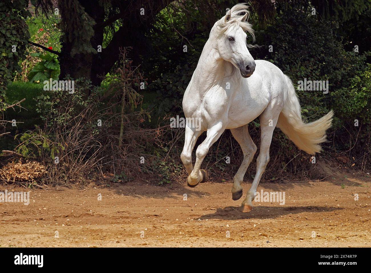 Andalusian, Andalusian horse, Spaniard Stock Photo - Alamy