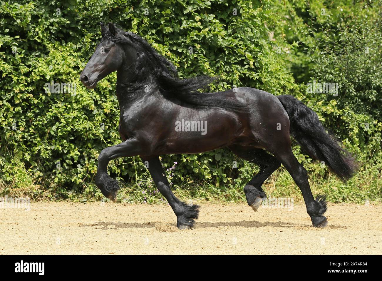 Friesian, Friesian horse, running Stock Photo - Alamy