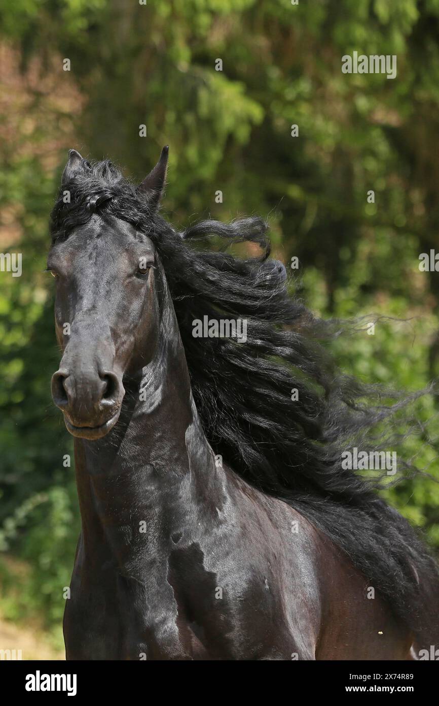 Friesian, Friesian horse, Mane Stock Photo - Alamy