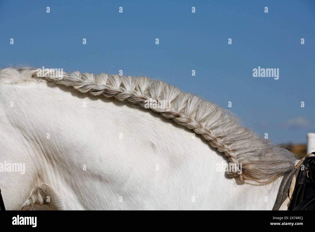 Andalusian, Andalusian horse, braided mane, mane comb Stock Photo - Alamy
