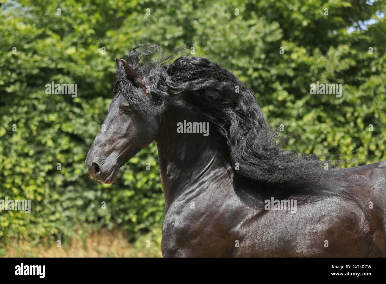 Friesian horse mane hi-res stock photography and images - Alamy