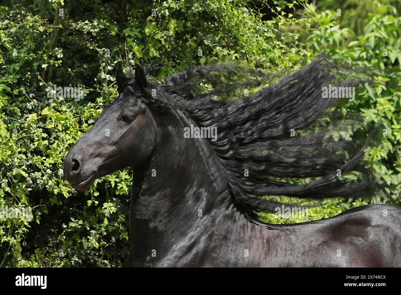 Friesian, Friesian horse, Mane Stock Photo - Alamy