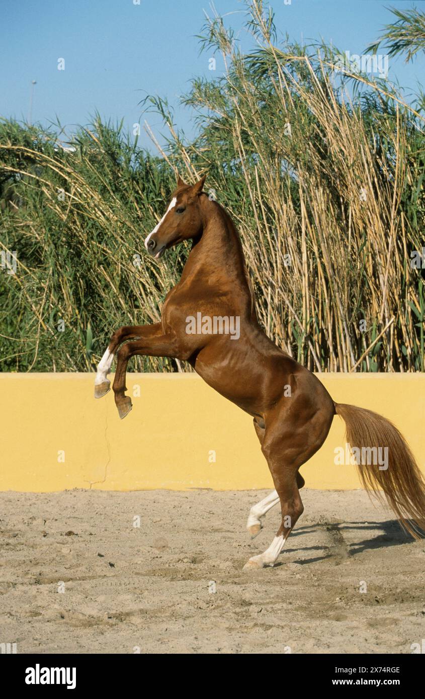 Arabian, stallion, stallion, rising Stock Photo - Alamy