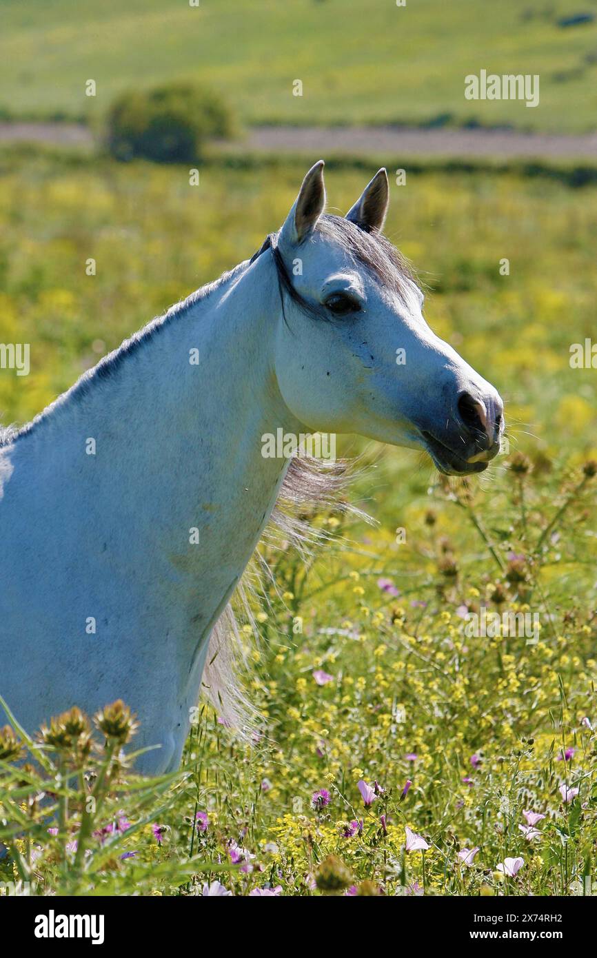 Arabian horse face hi-res stock photography and images - Alamy