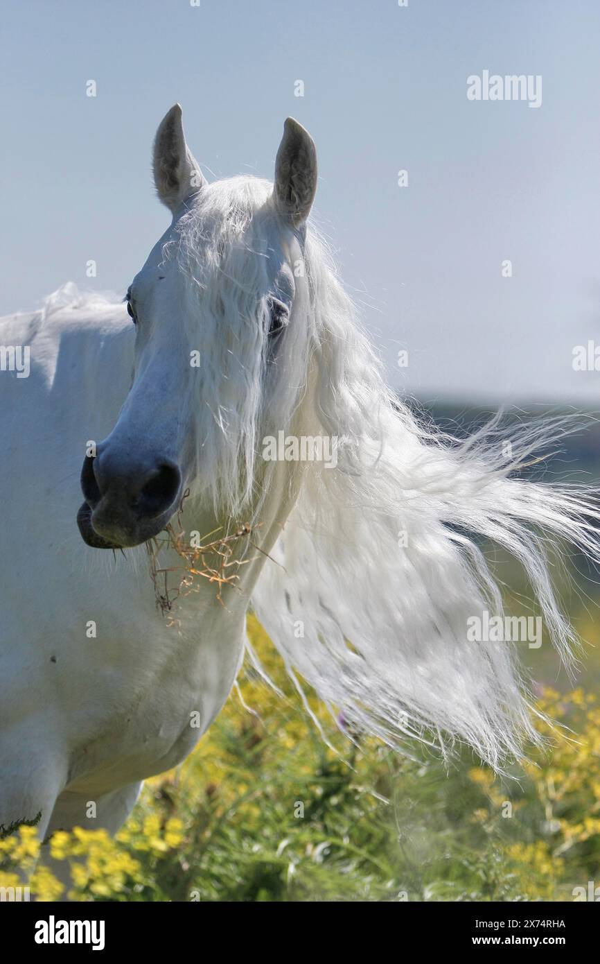 Arabian horse face hi-res stock photography and images - Alamy