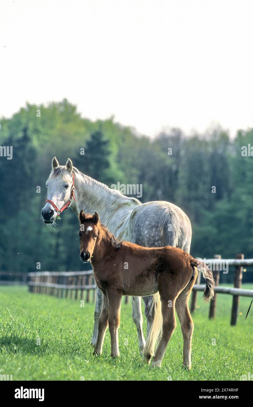 Arabian, horse, study with foal Stock Photo - Alamy