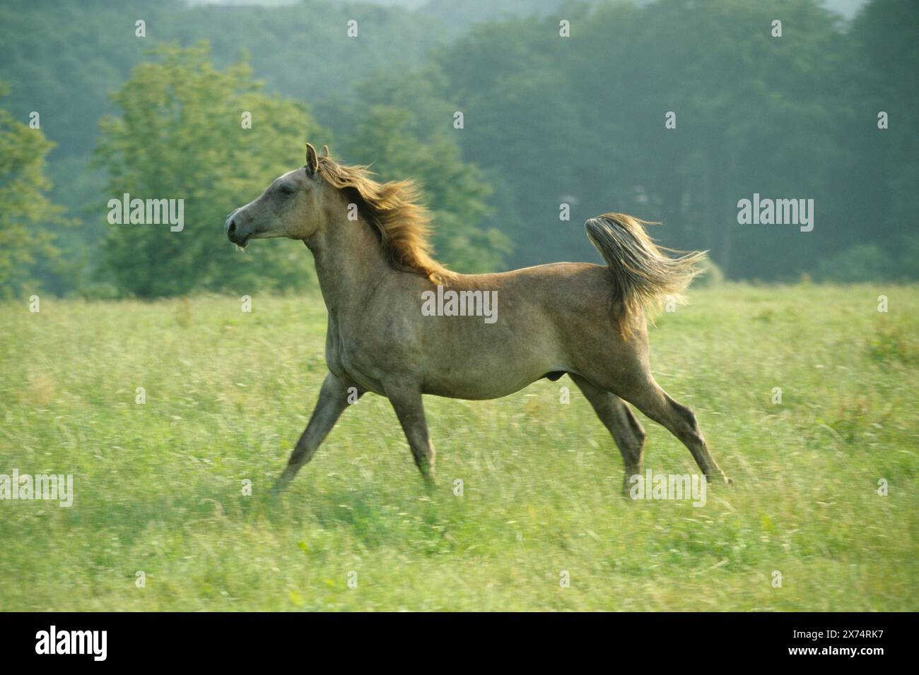Arabian, Horse, Foal Stock Photo - Alamy