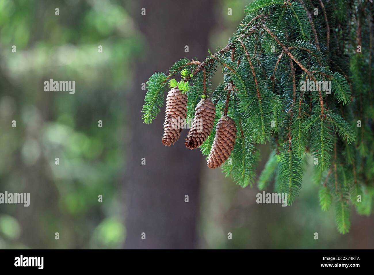 Fir cone, fir branch Stock Photo - Alamy