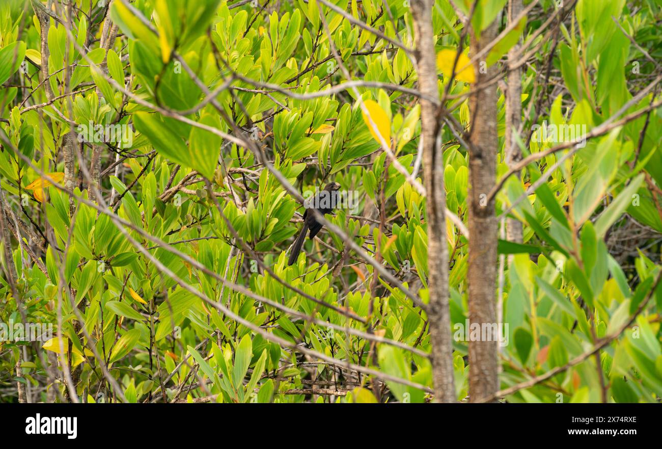 Smooth-billed ani in a tree Stock Photo - Alamy