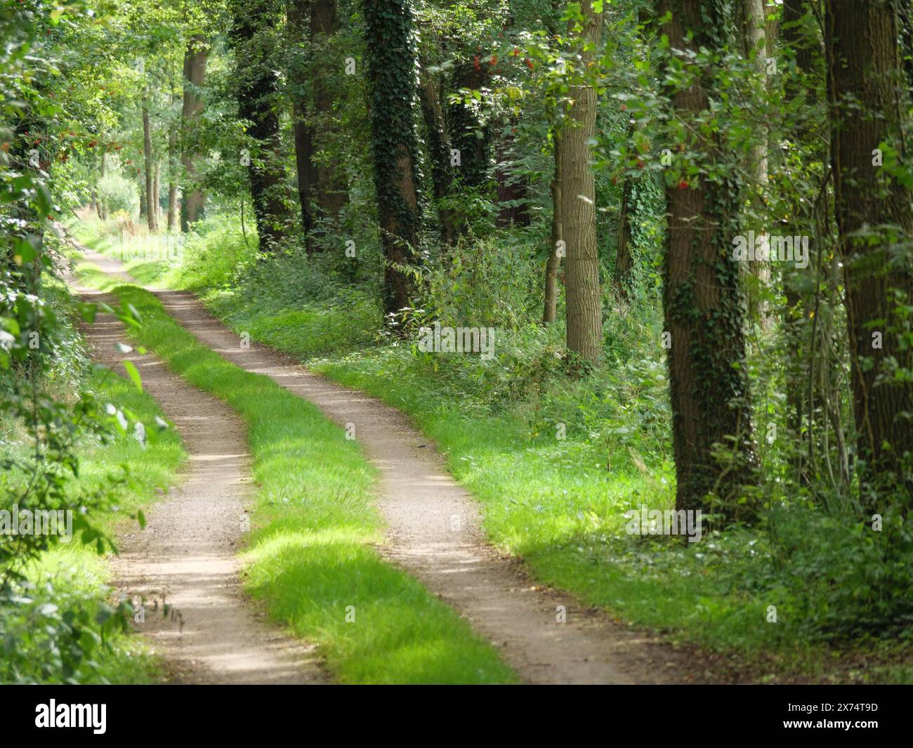 A dreamy forest path surrounded by tall trees and dense greenery ...