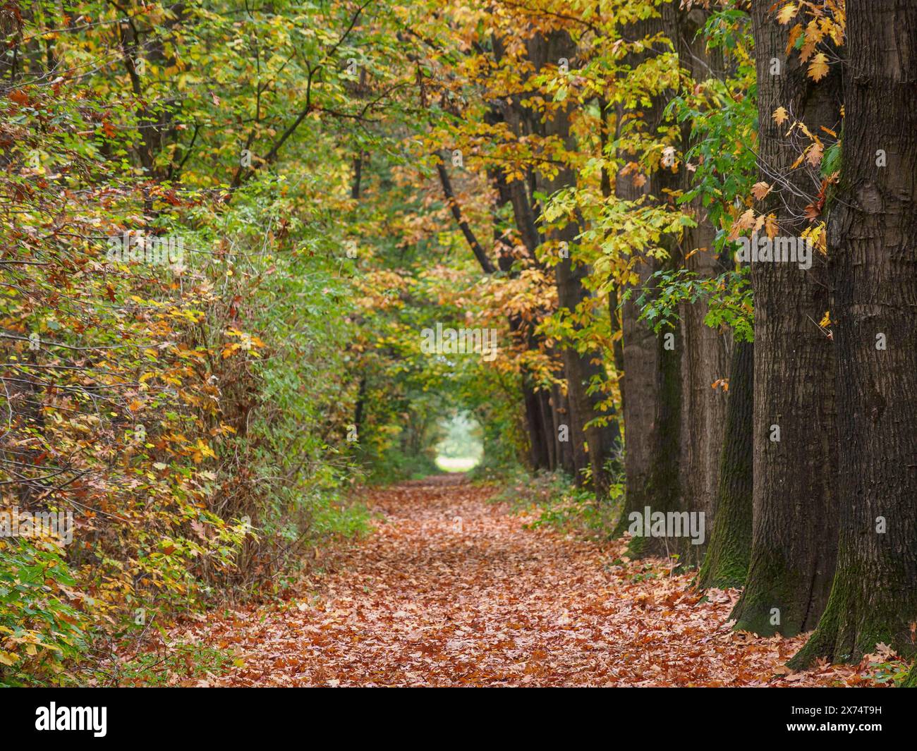 A forest path is covered with autumn leaves, the trees wear yellow ...