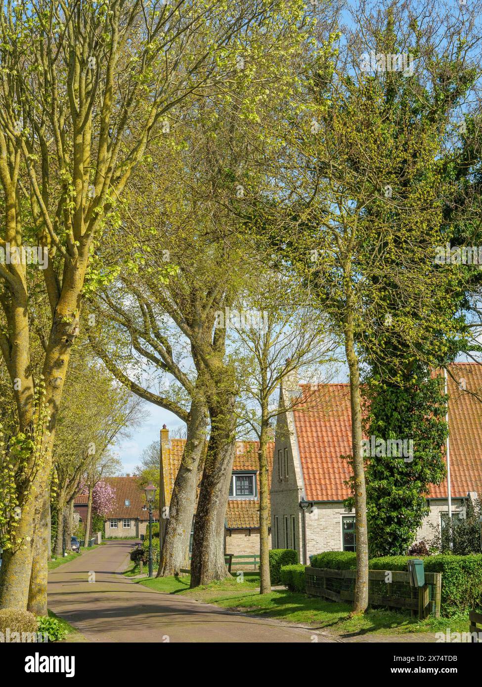 Tall trees in a village hi-res stock photography and images - Alamy