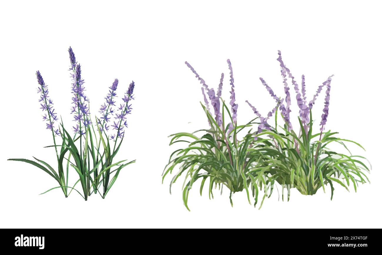 Lily turf, Grass Bushes Shrub Flowers, And Small Plants Are Isolated On ...