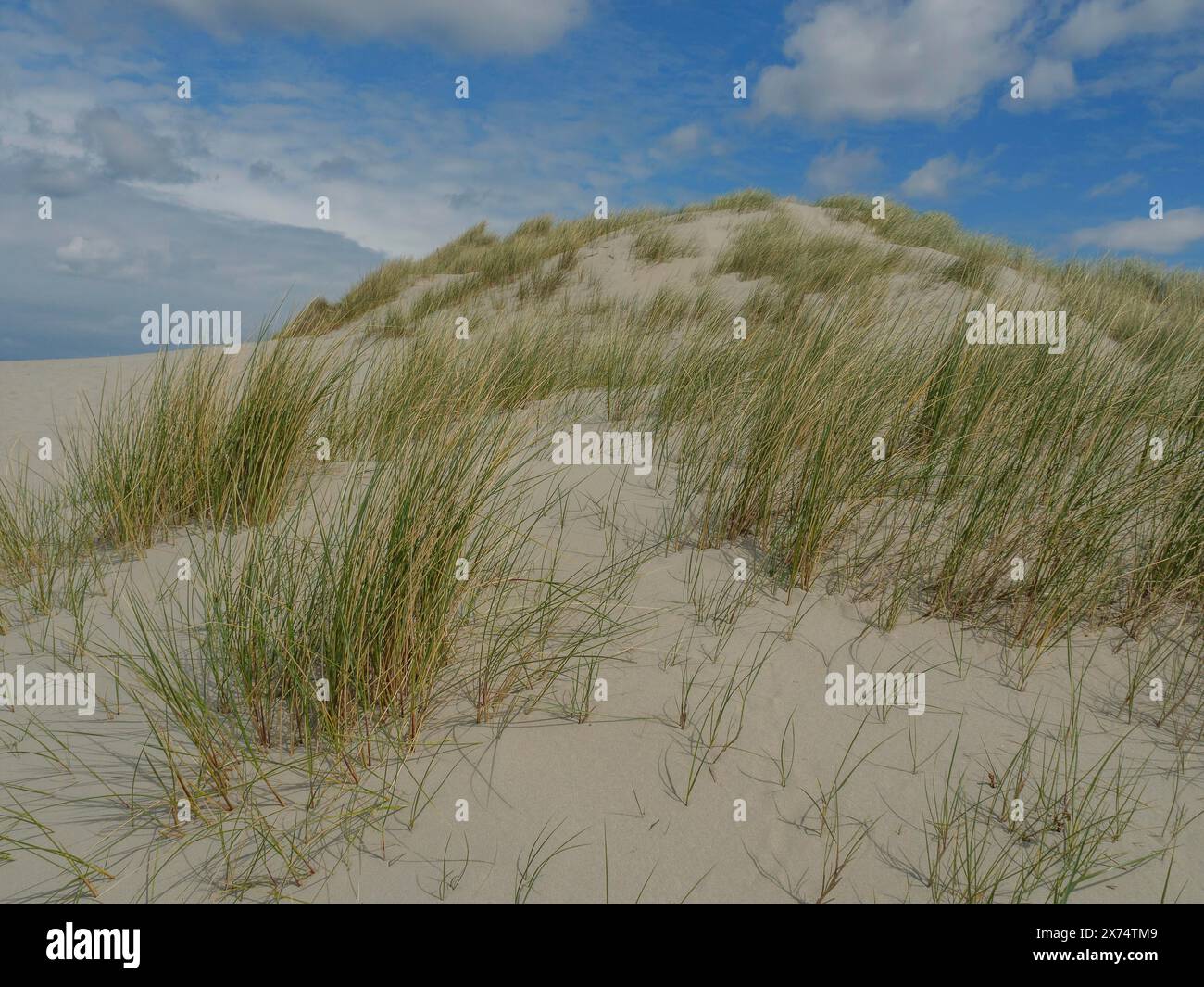 Sand dunes with dense grass under a blue, cloudy sky, dune with dune ...