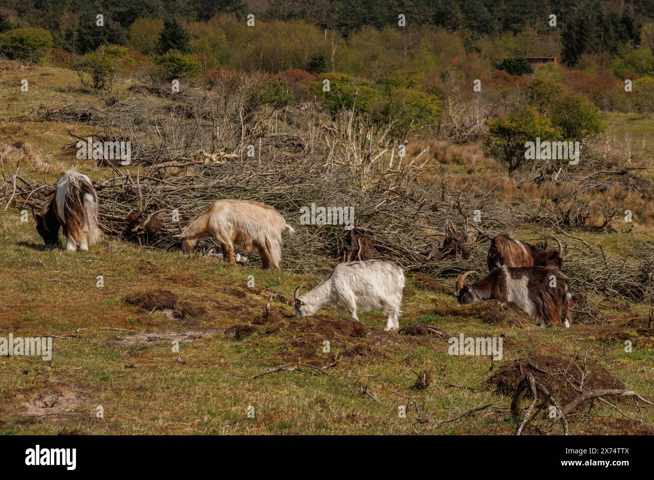 Several sheep grazing in a pasture, surrounded by trees and wide ...