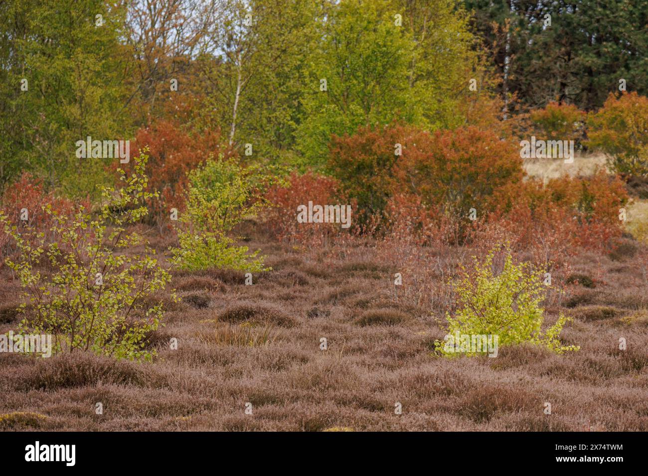 Spring heath with a colourful mix of green and brown bushes and trees ...